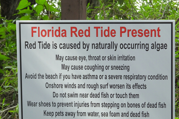 Florida Red Tide and Manatee County Beaches: What Residents and ...