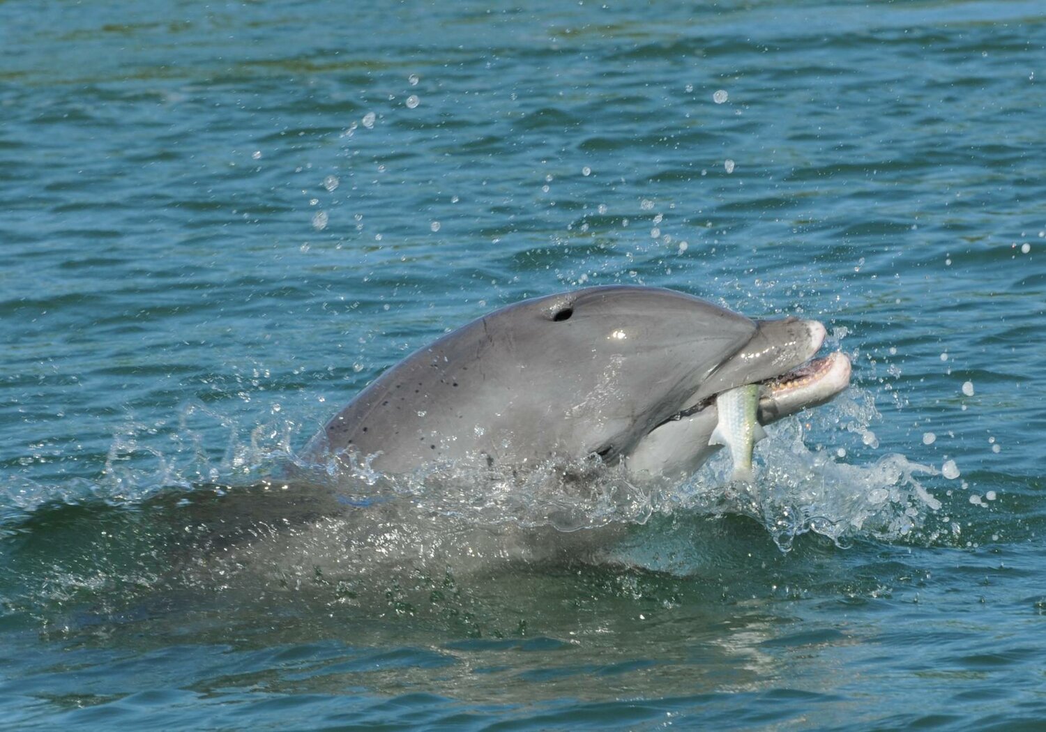 Holmes Beach ranks as the #1 Gulf Coast city for dolphin sightings ...