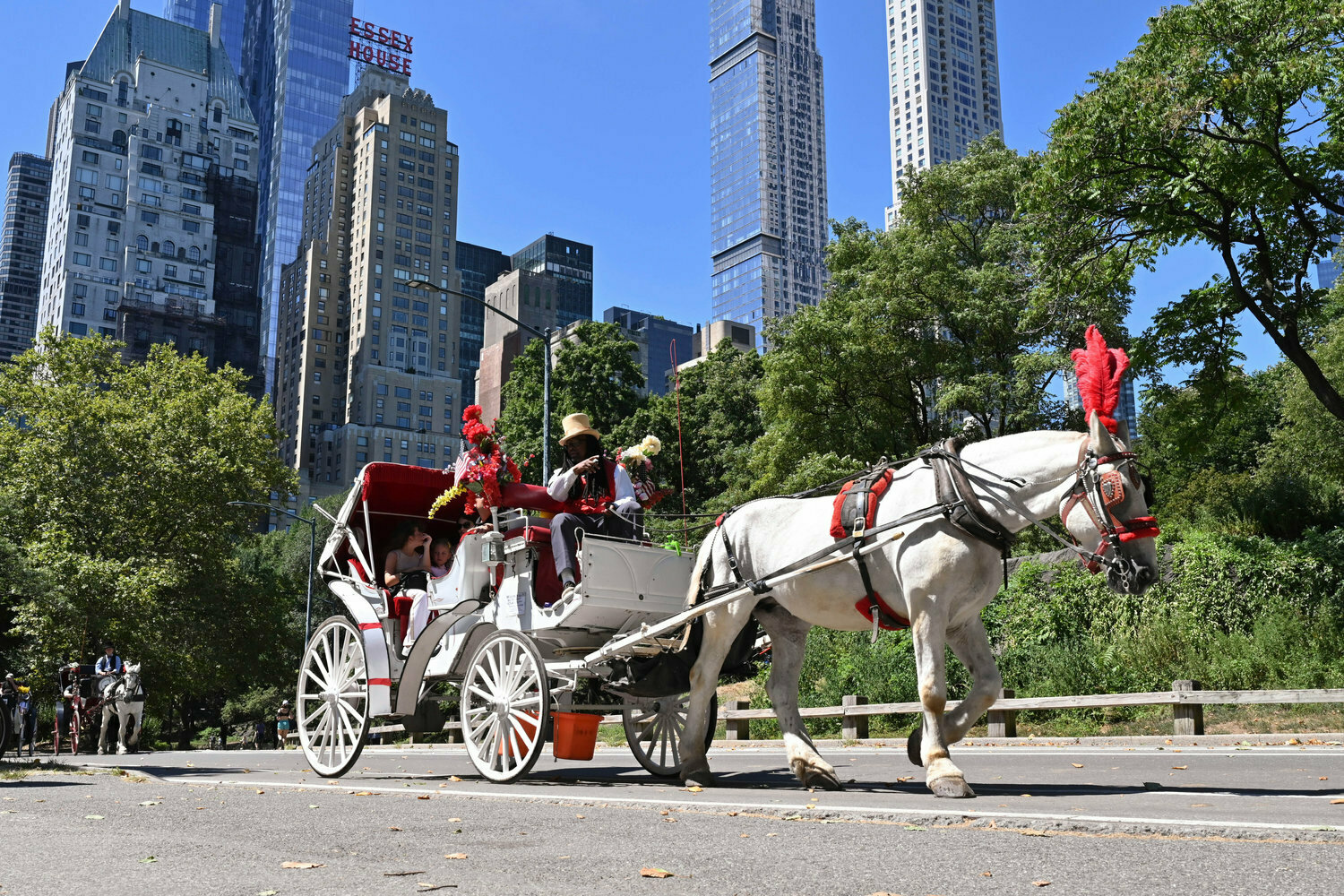 After horse's death, TWU says carriage drivers face threats, anti ...