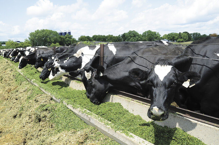 Green chop fulfills summer forage needs at Hageman Farms - Dairy Star