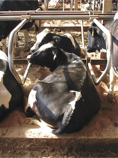 Creating the best environment for heifers - Dairy Star