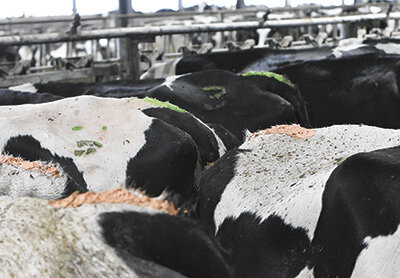 Maintaining excellence - Dairy Star