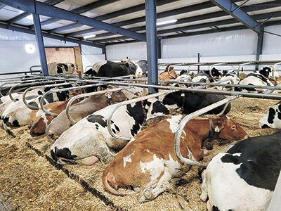 The only farm milking cows in the 49th state - Dairy Star