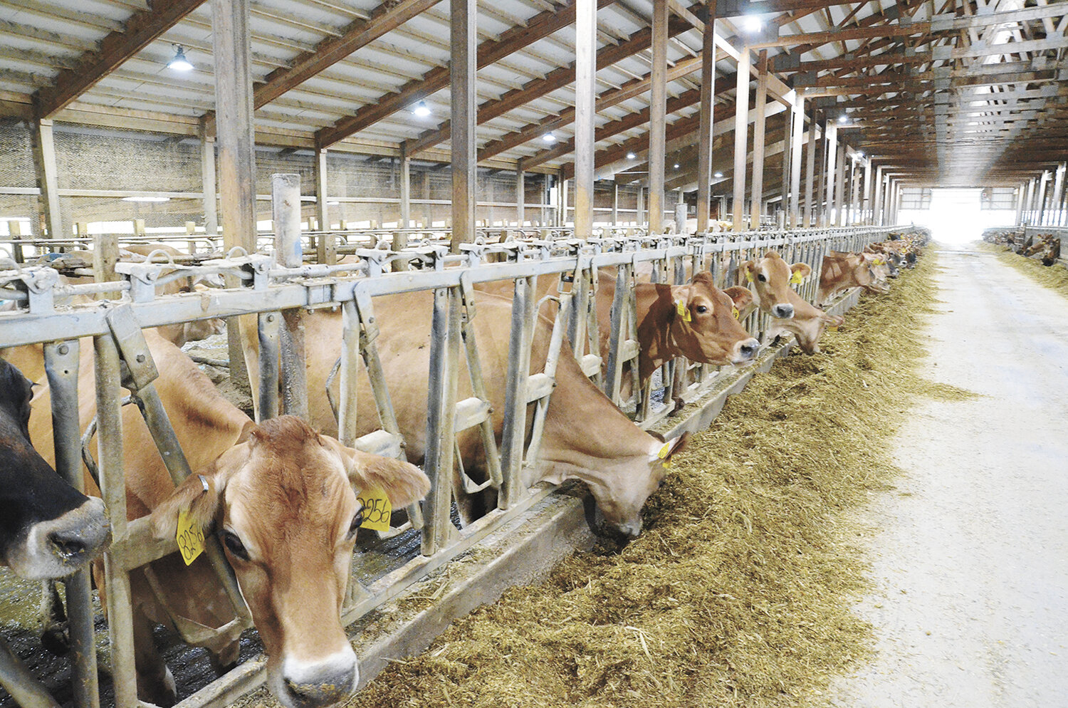 A strong foundation - Dairy Star