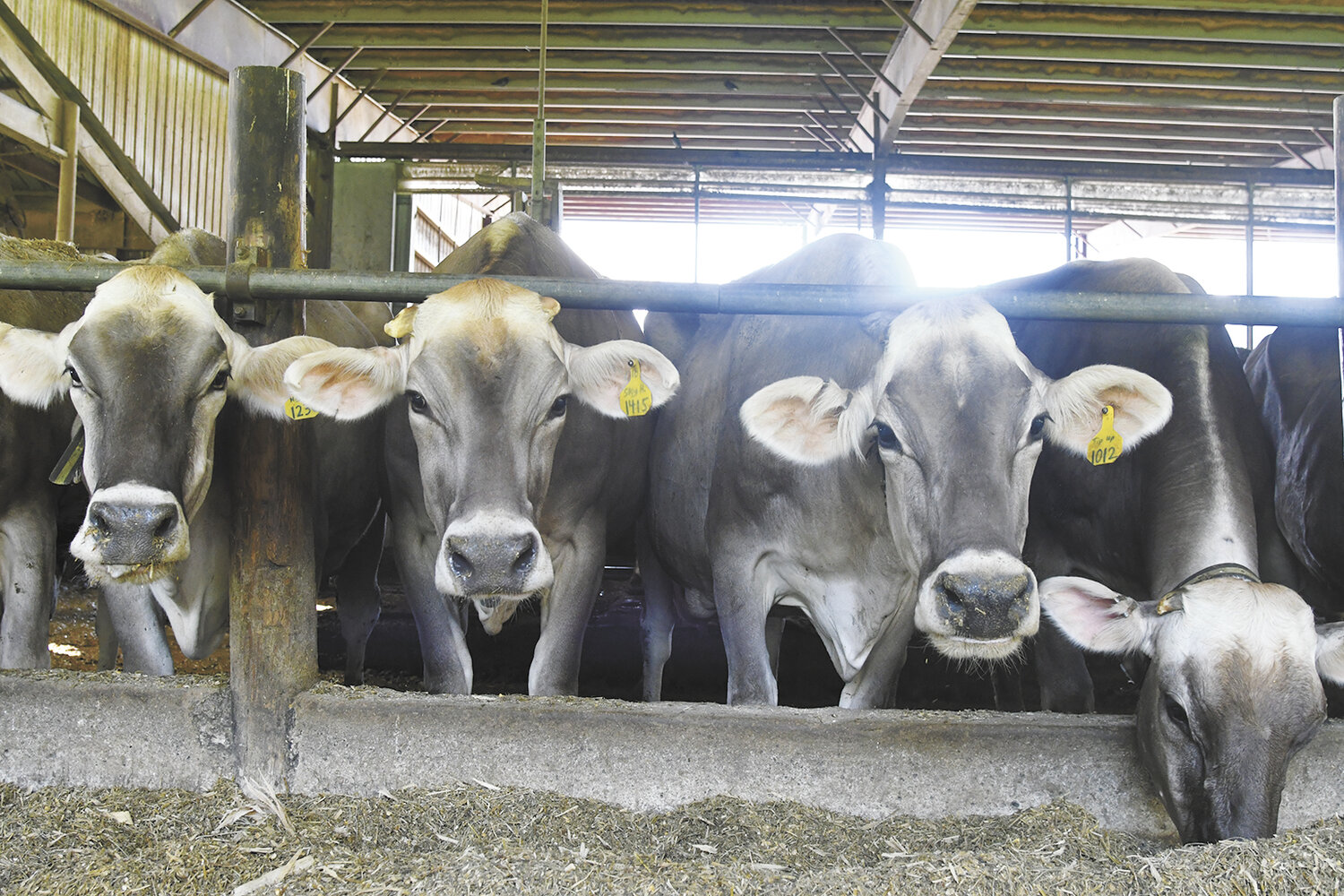 Four-time winners ‘wonderfully surprised’ - Dairy Star