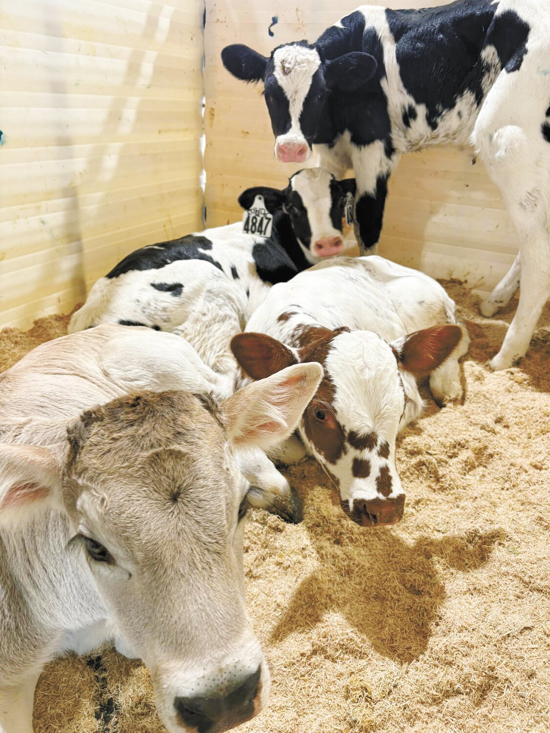 Surviving stray voltage - Dairy Star