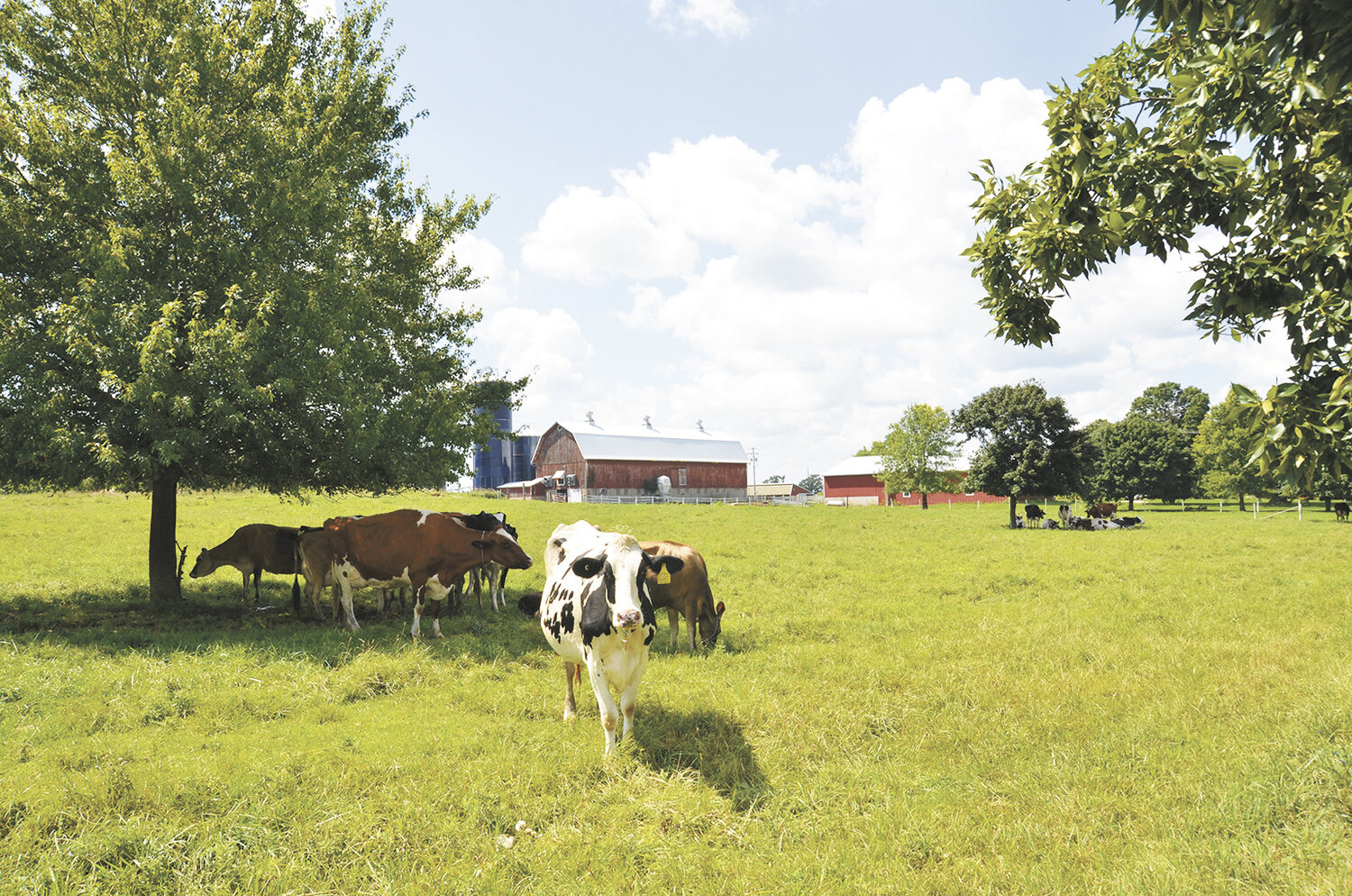 Starting over at home - Dairy Star