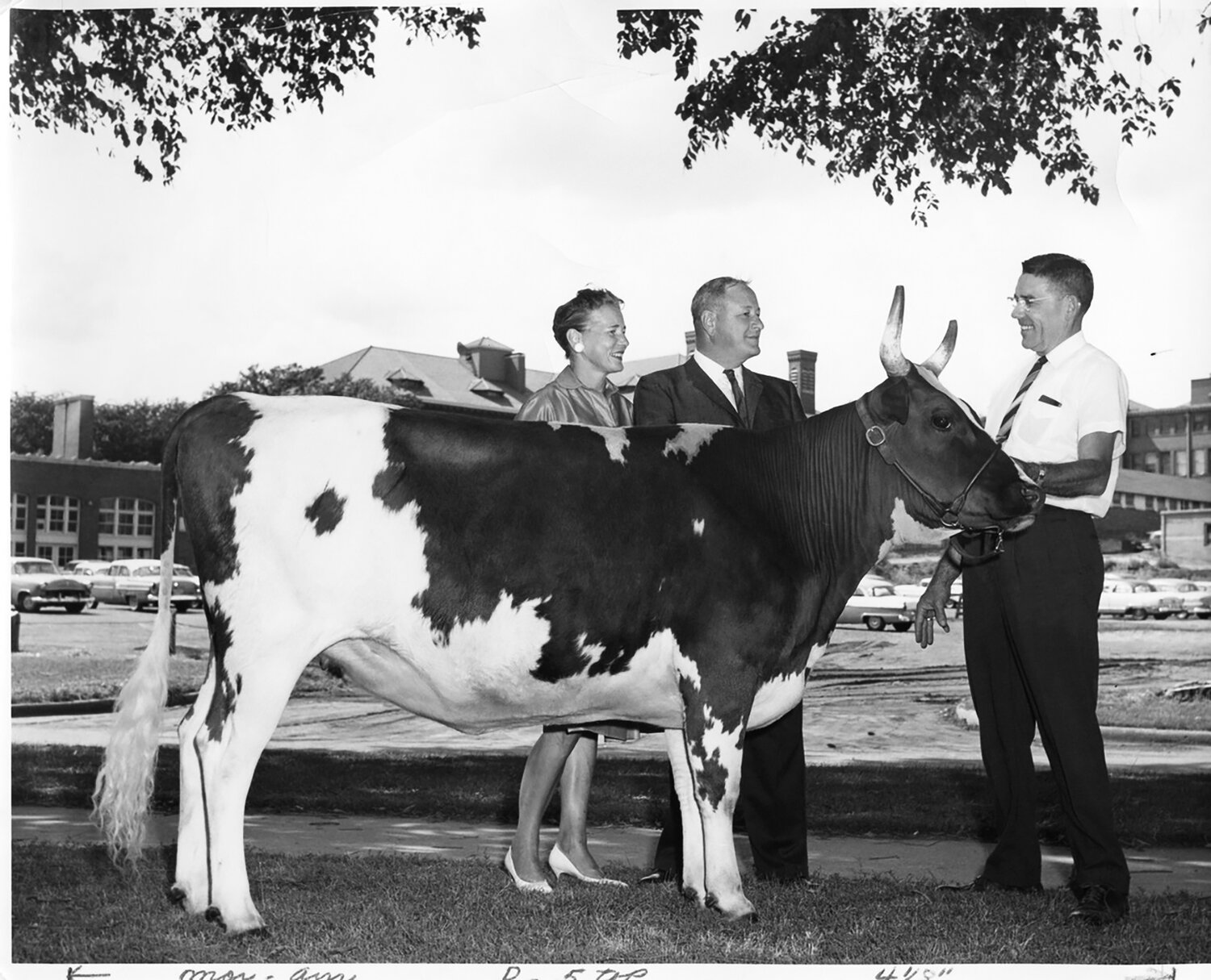 The best genetics from three countries - Dairy Star
