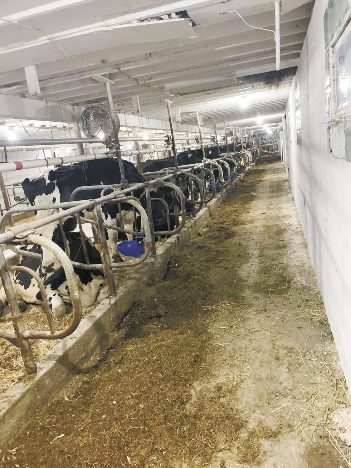 Making a dream reality - Dairy Star