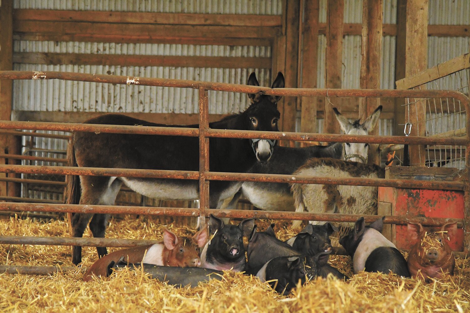 Carrying on two family farms - Dairy Star