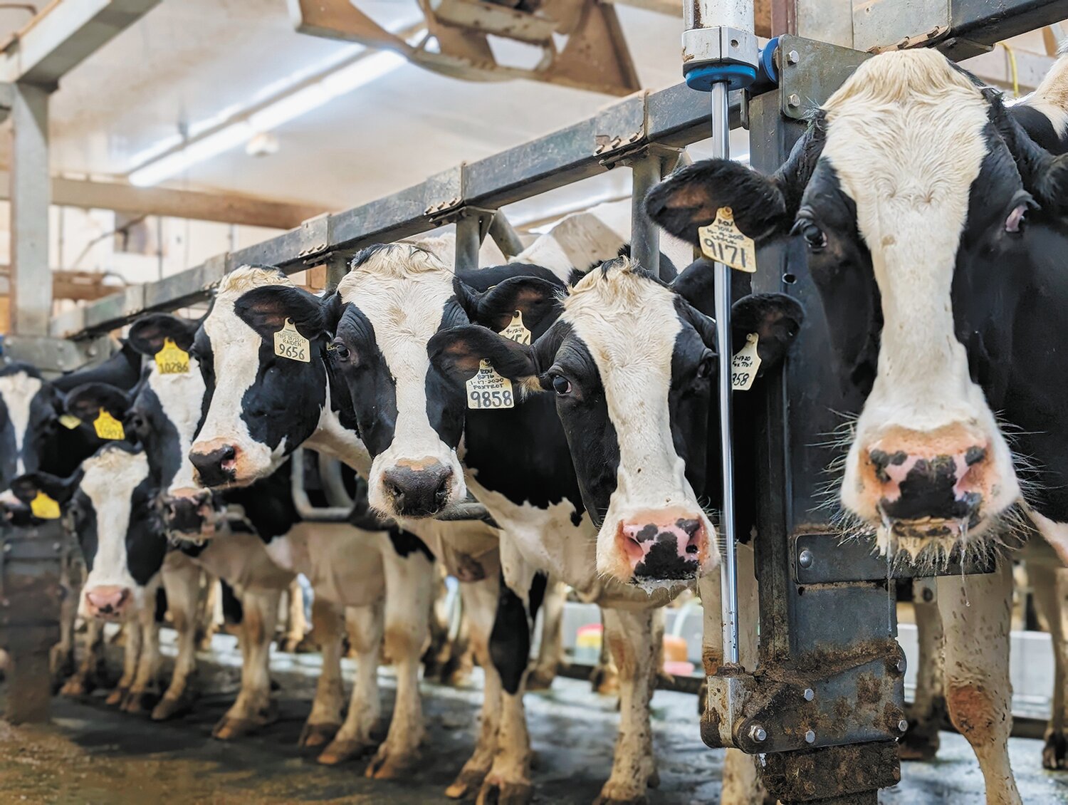 Keeping the door open - Dairy Star