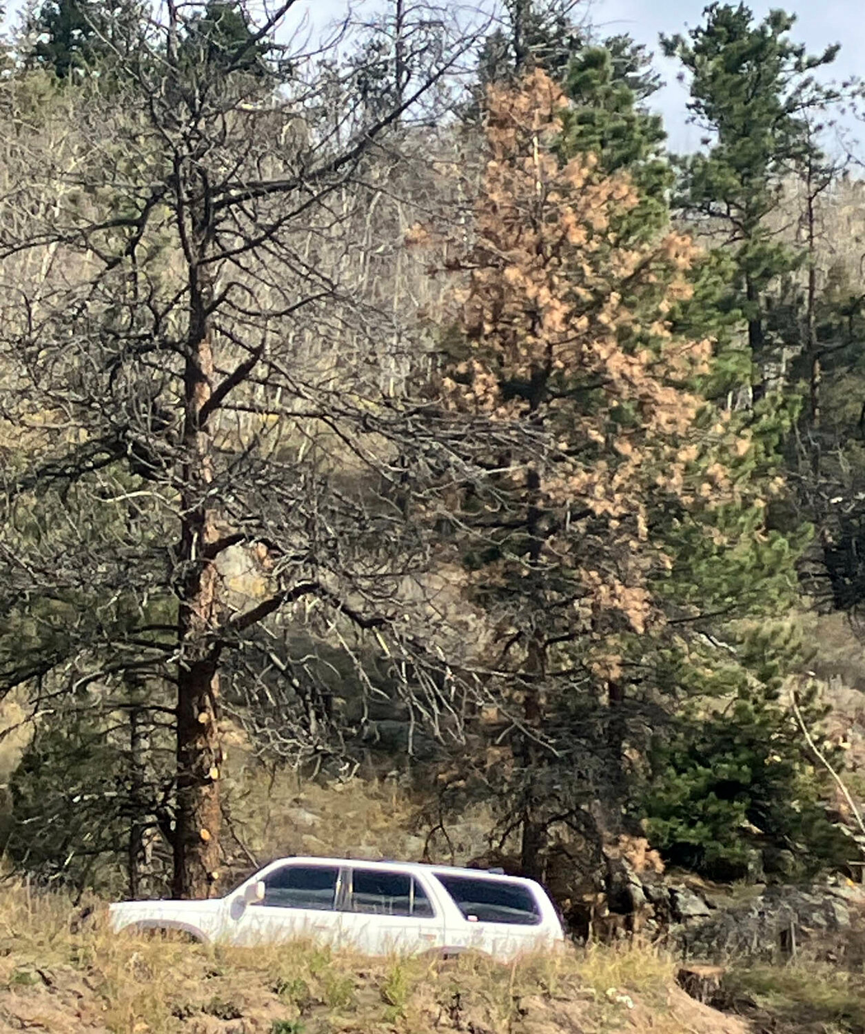 Peak to Peak Climate: Roadside tree kill - The Mountain-Ear