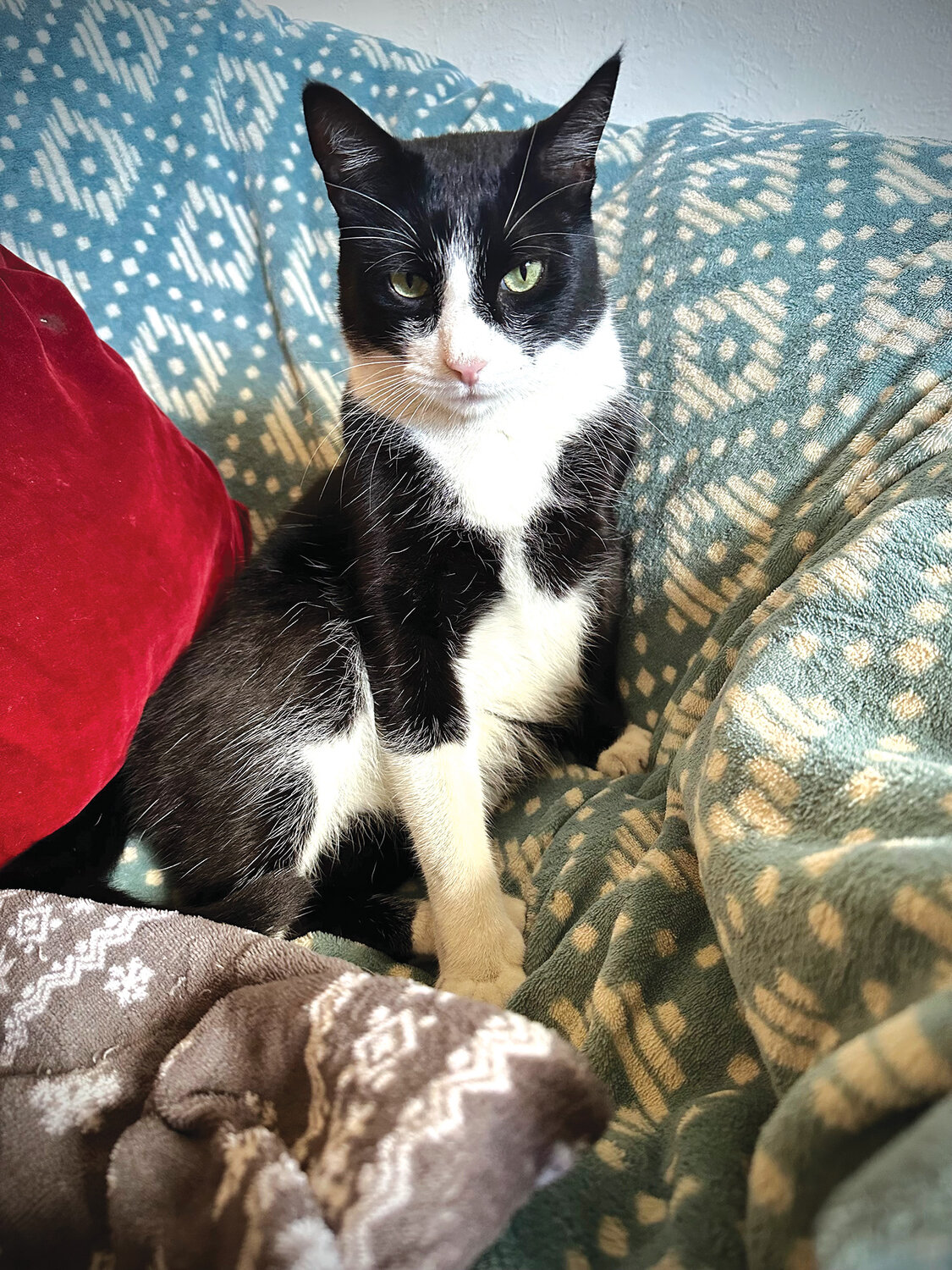 Paws, Claws, and Applause: Pet of the Year Winner Revealed - The ...