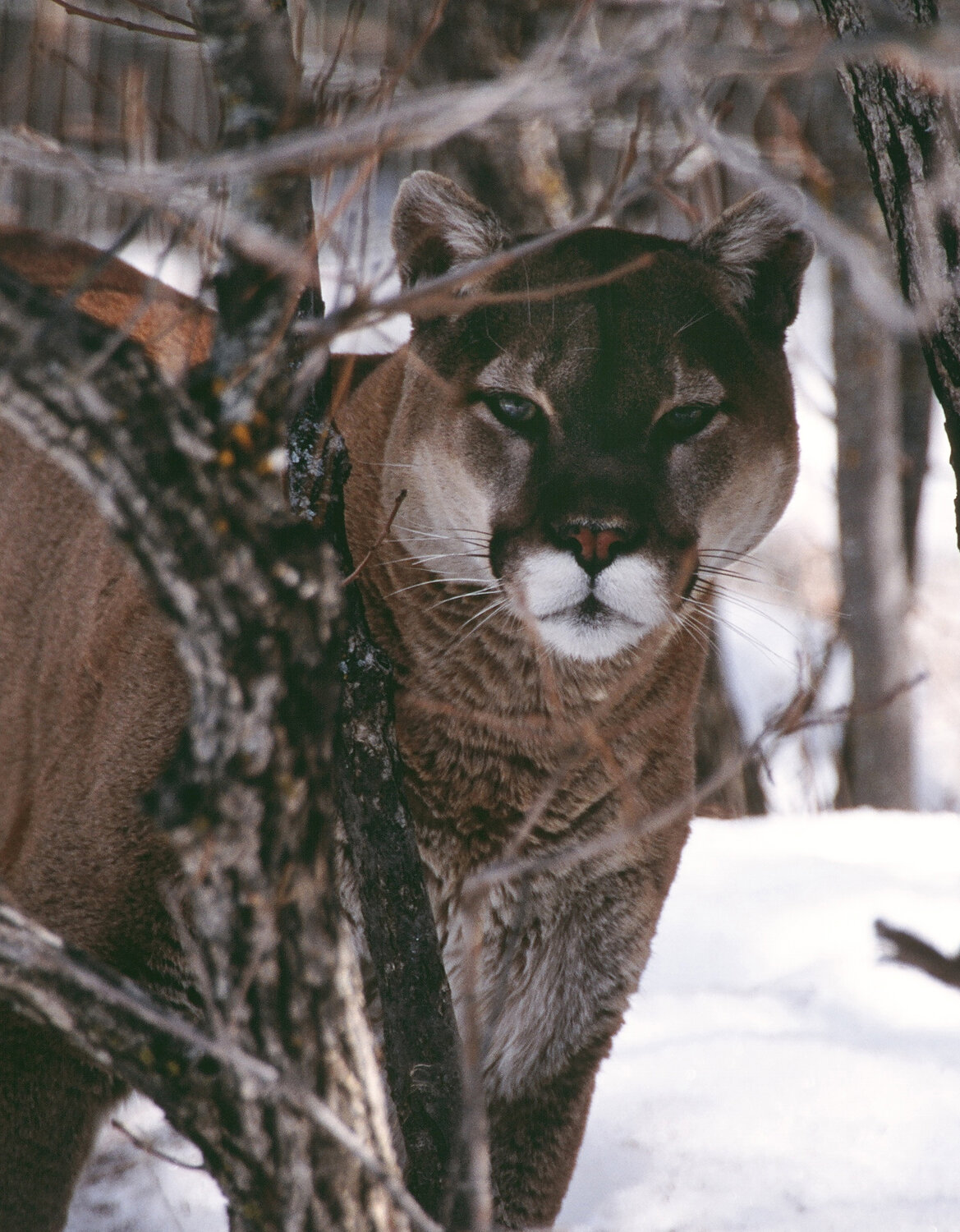 Mountain lion-caused death first in 30 years - The Mountain-Ear