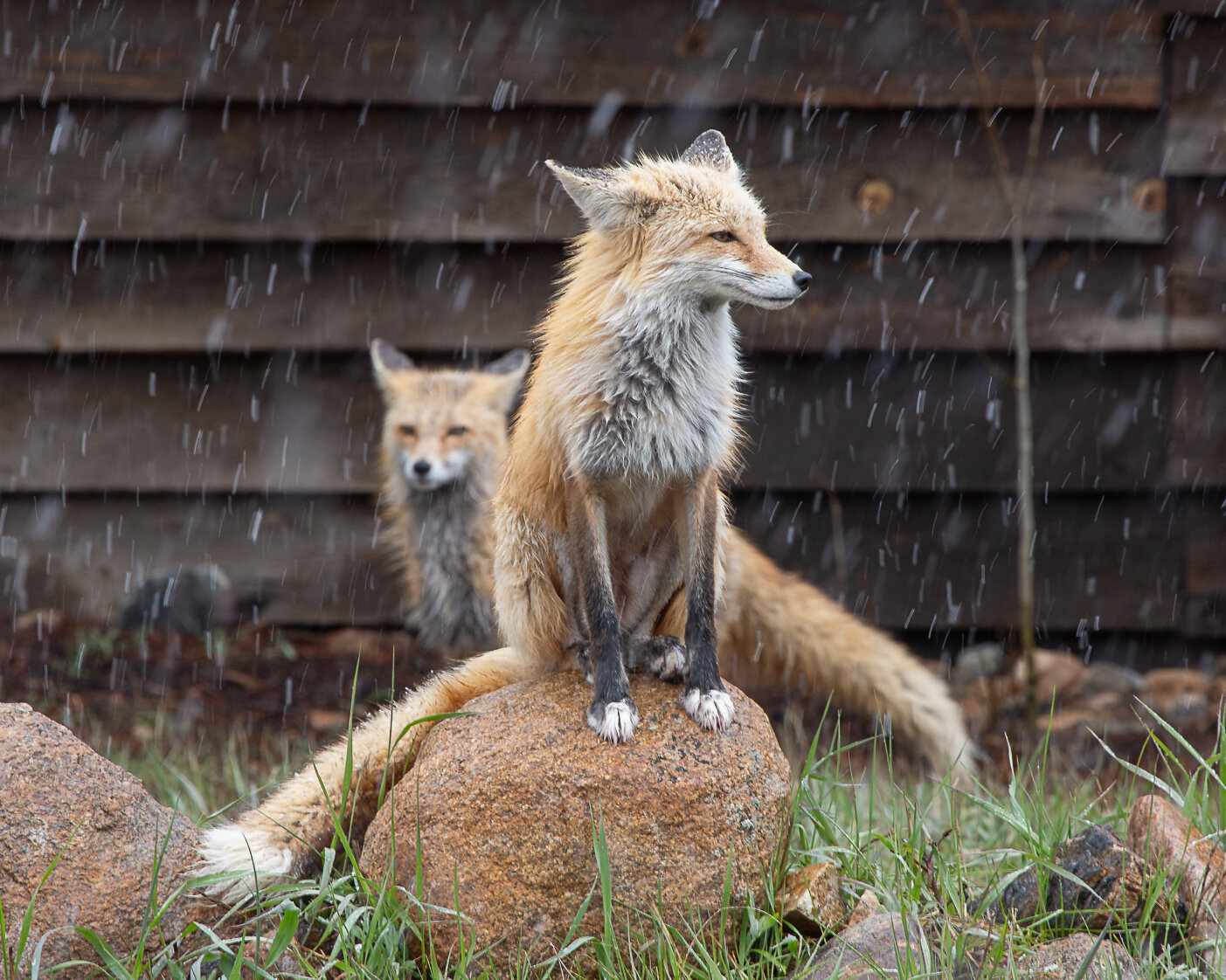 Life in Nature: Shackin’ up in the cold - The Mountain-Ear