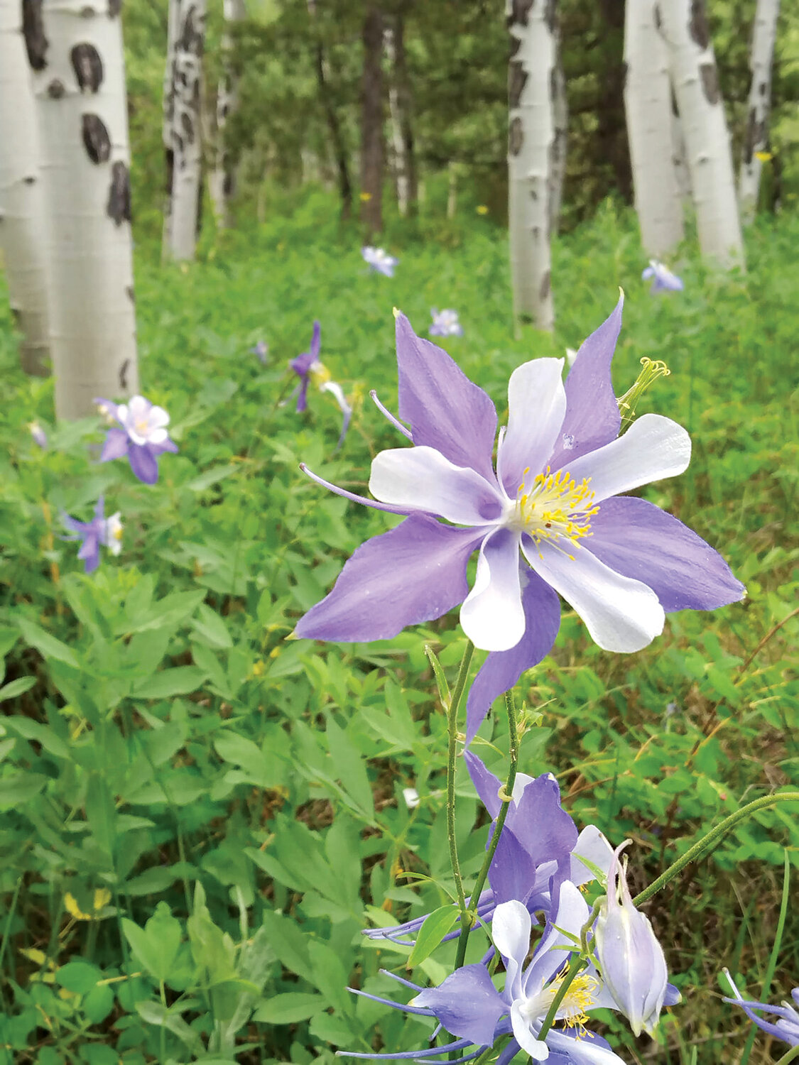 Among the wildflowers - The Mountain-Ear