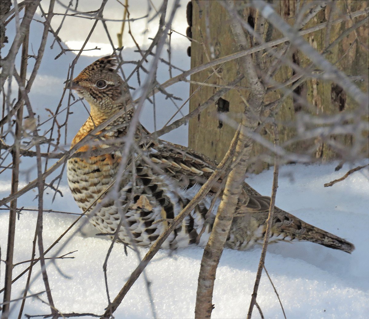 Ruffed grouse spotted in Brasher - North Country Now