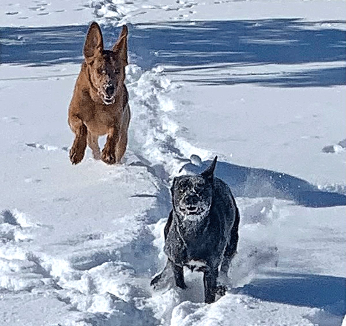 Canines chilling in Canton - North Country Now