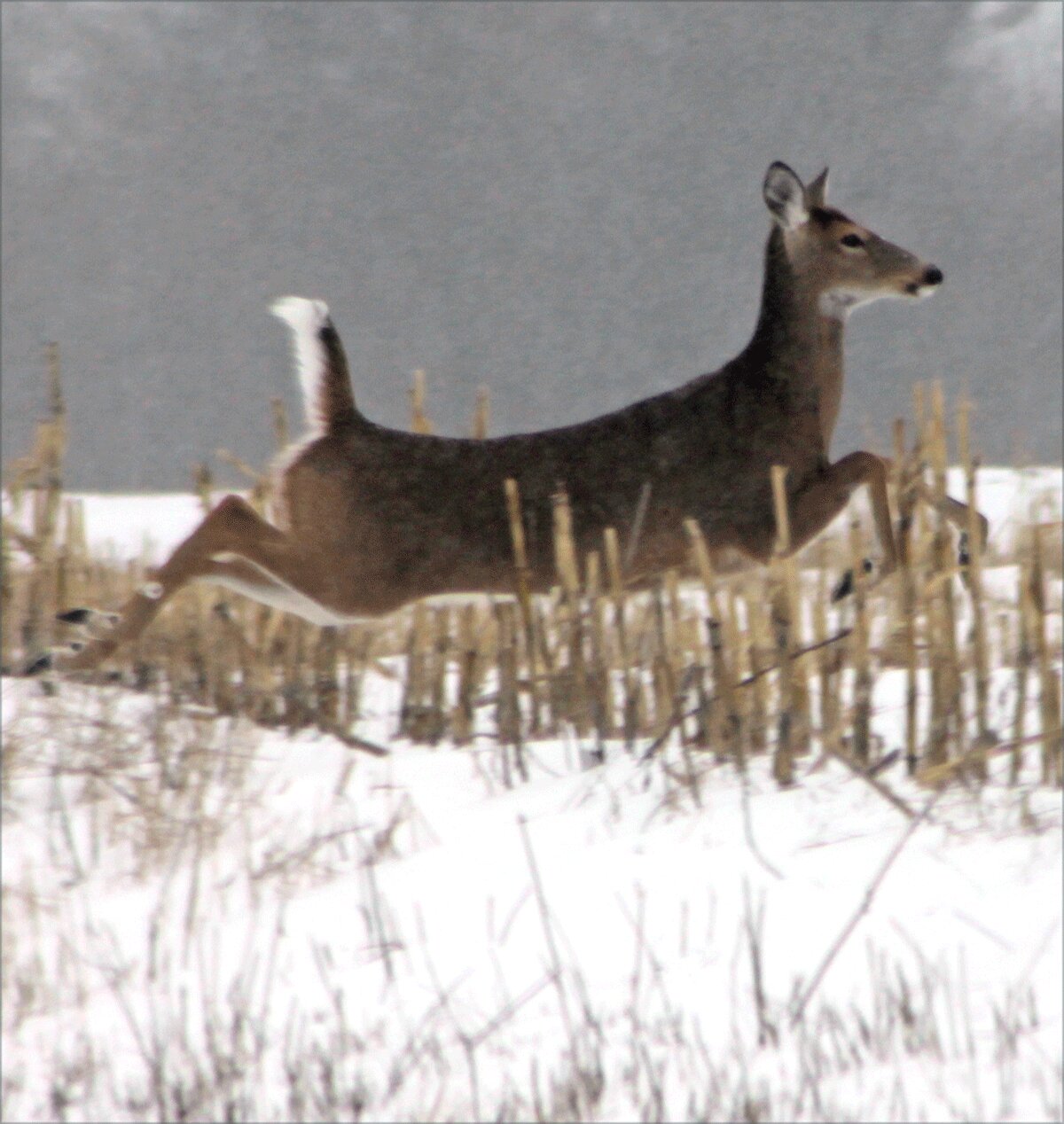 Deer darts through Potsdam - North Country Now