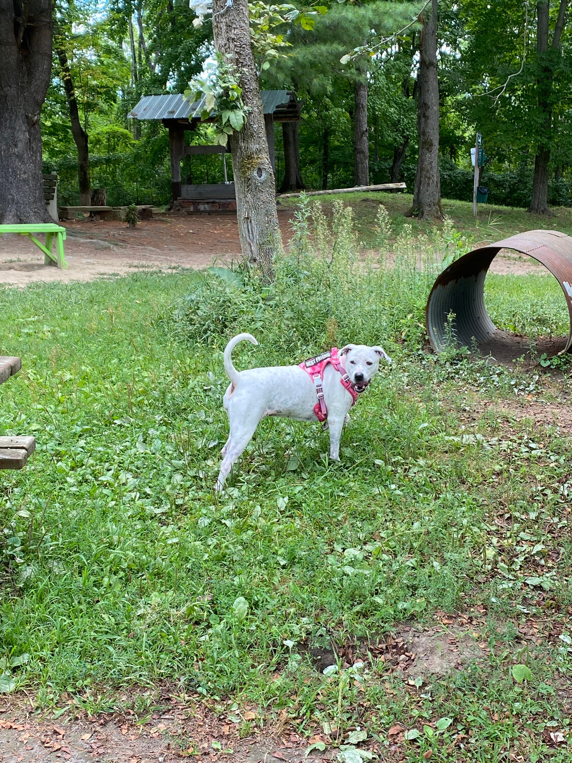 Potsdam Dog Park board says reasons for termination of park lease by ...