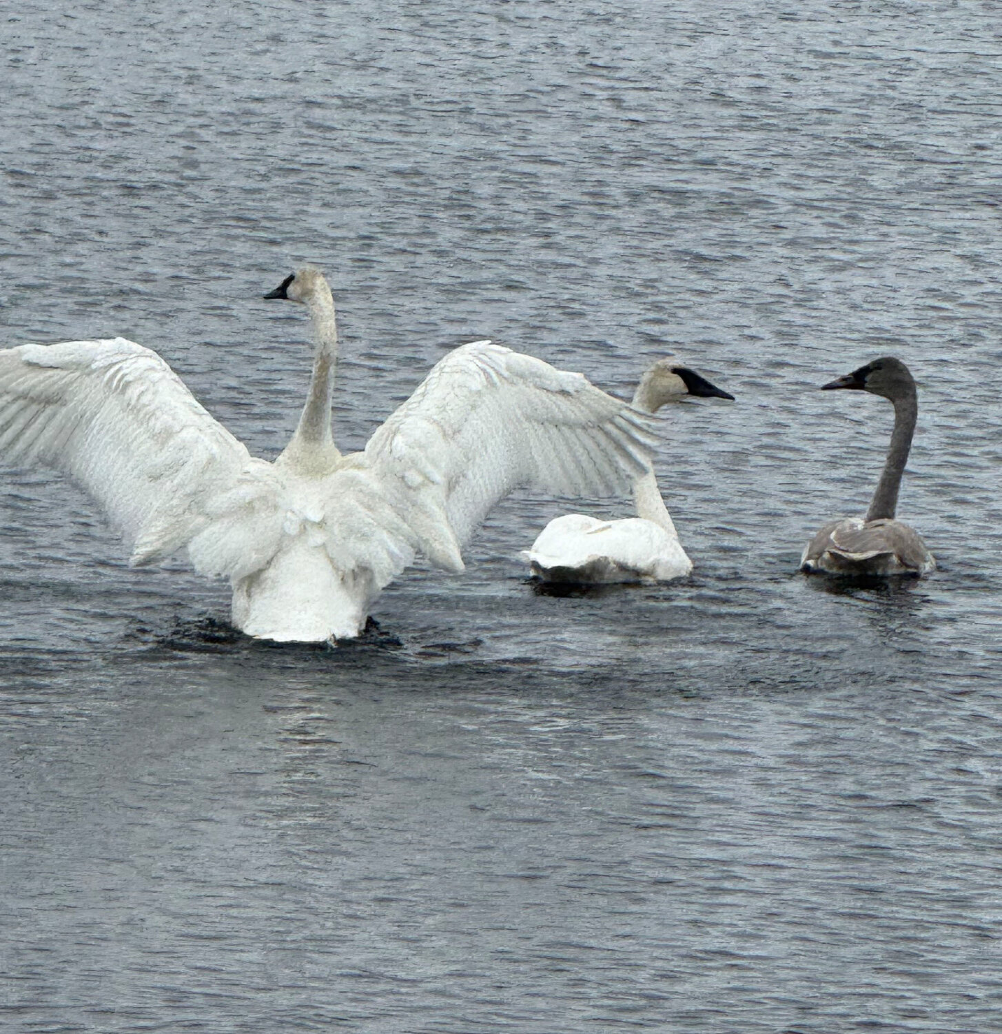 Swans return to Colton - North Country Now