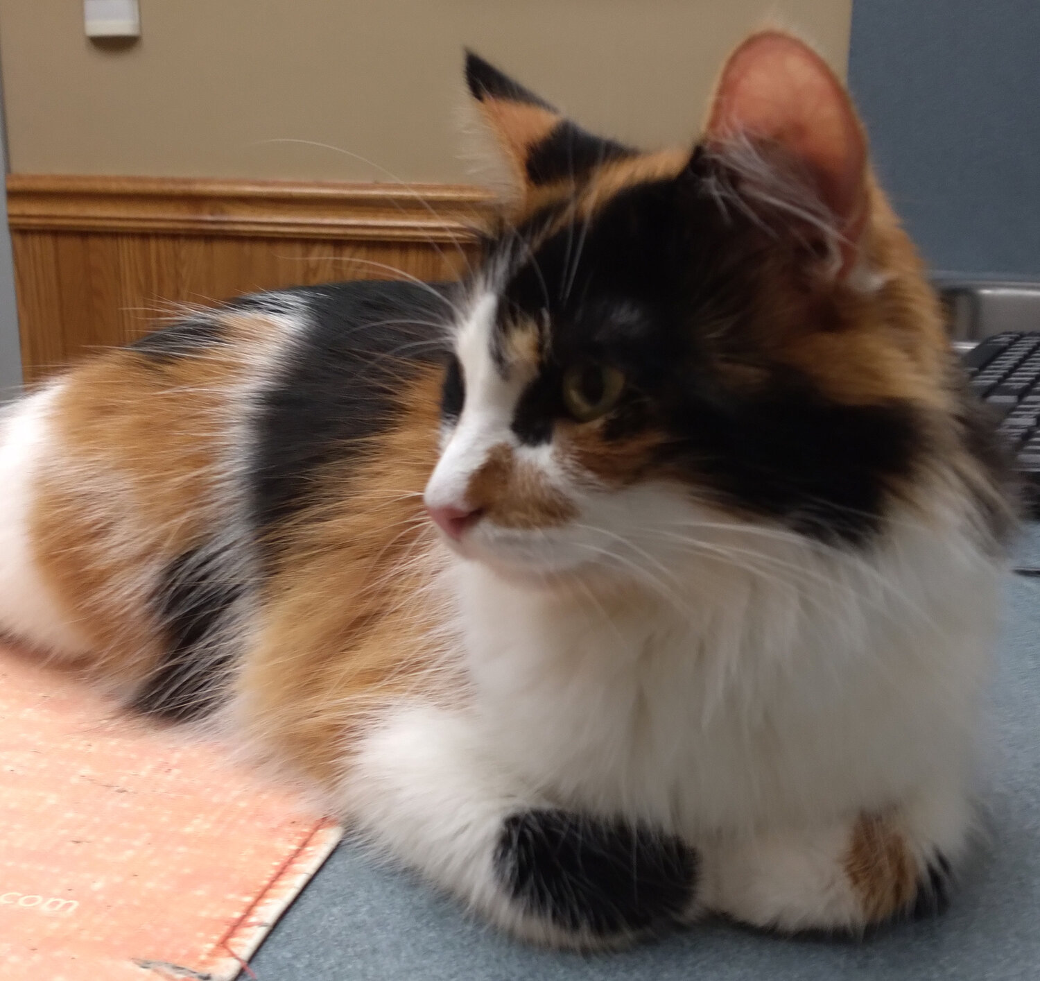 Ogdensburg rescue cat finalist in national contest - North Country Now