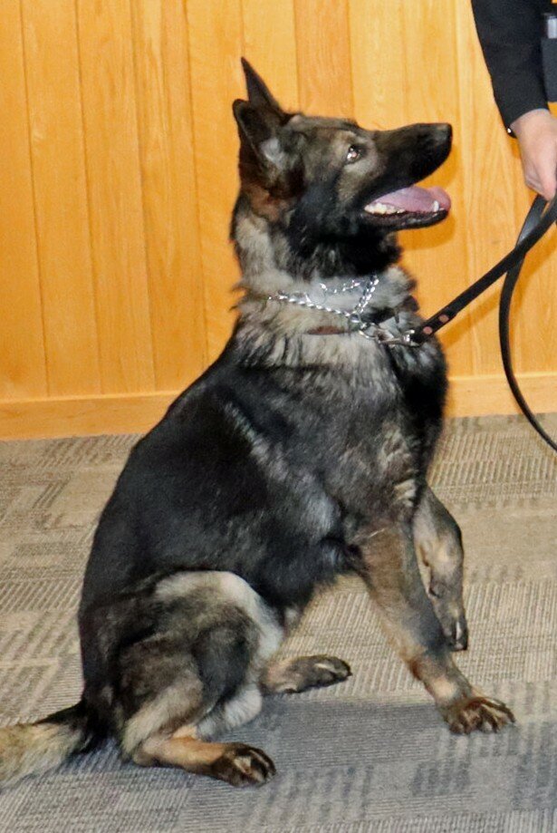 Potsdam K9 yields drug bust - North Country Now