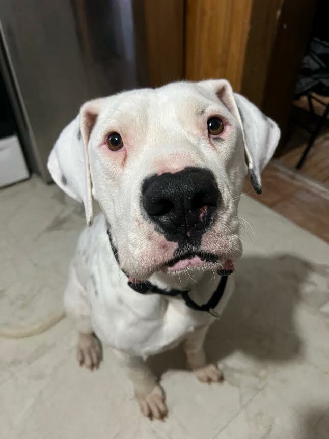 Ogdensburg rescue dog needs votes for Pet Lovers Choice Awards ...