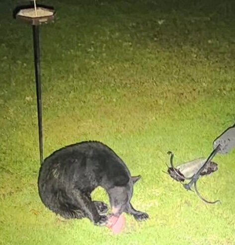 Second black bear sighting, this time in village of Waddington - North ...