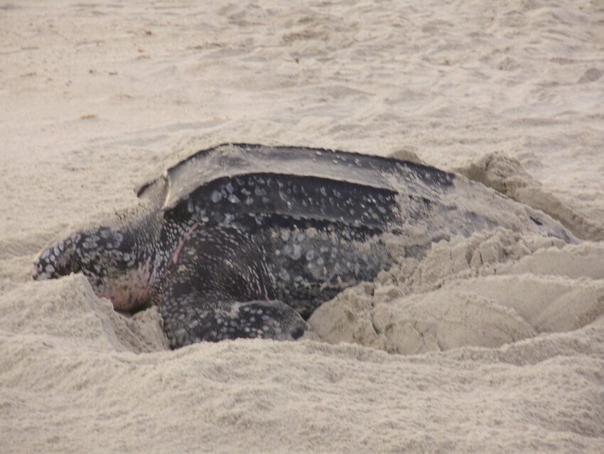 Leatherback turtle nests - Fernandina Observer