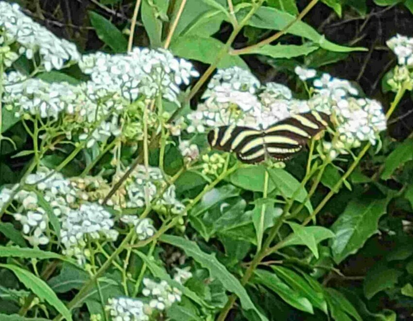 What is the official Florida state butterfly? - Fernandina Observer