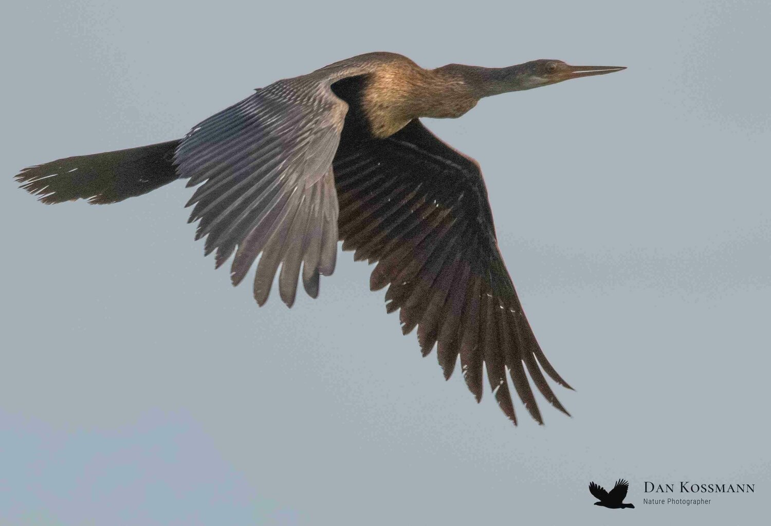 A tutelage on the Anhinga - Amelia Island/Nassau County Bird Club ...