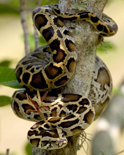 FWC approves rule changes to help protect Florida from 16 high-risk ...