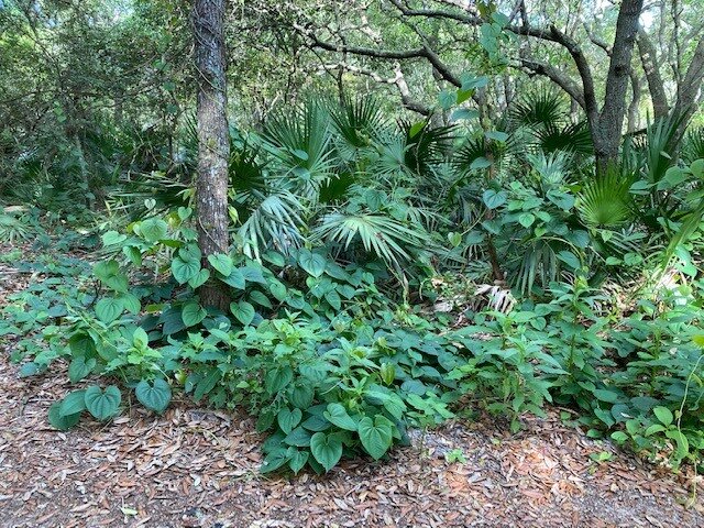 The "Invader Raiders" tackle invasive plants at city parks - More ...
