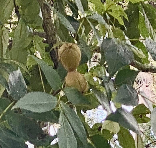 Pat’s Wildways: Foraging for Nuts - Fernandina Observer
