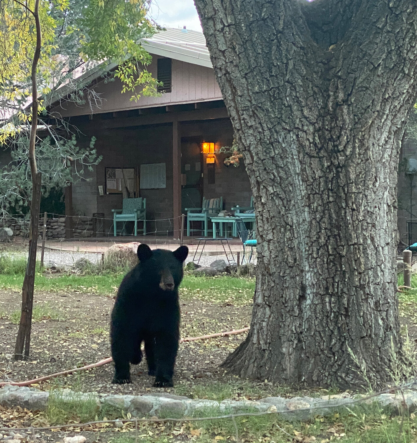 Pat’s Wildways: Arizona north to south - Fernandina Observer