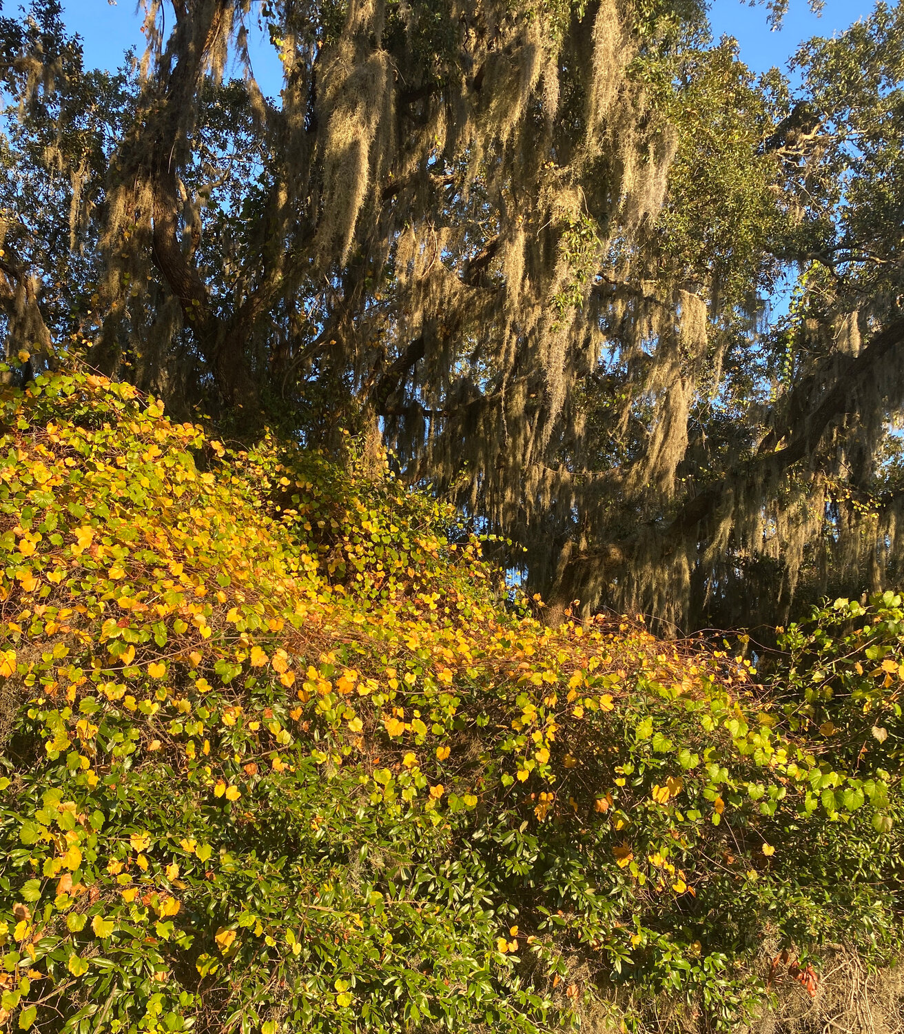 Pat’s Wildways: Fall Colors at home in North Florida - Fernandina Observer