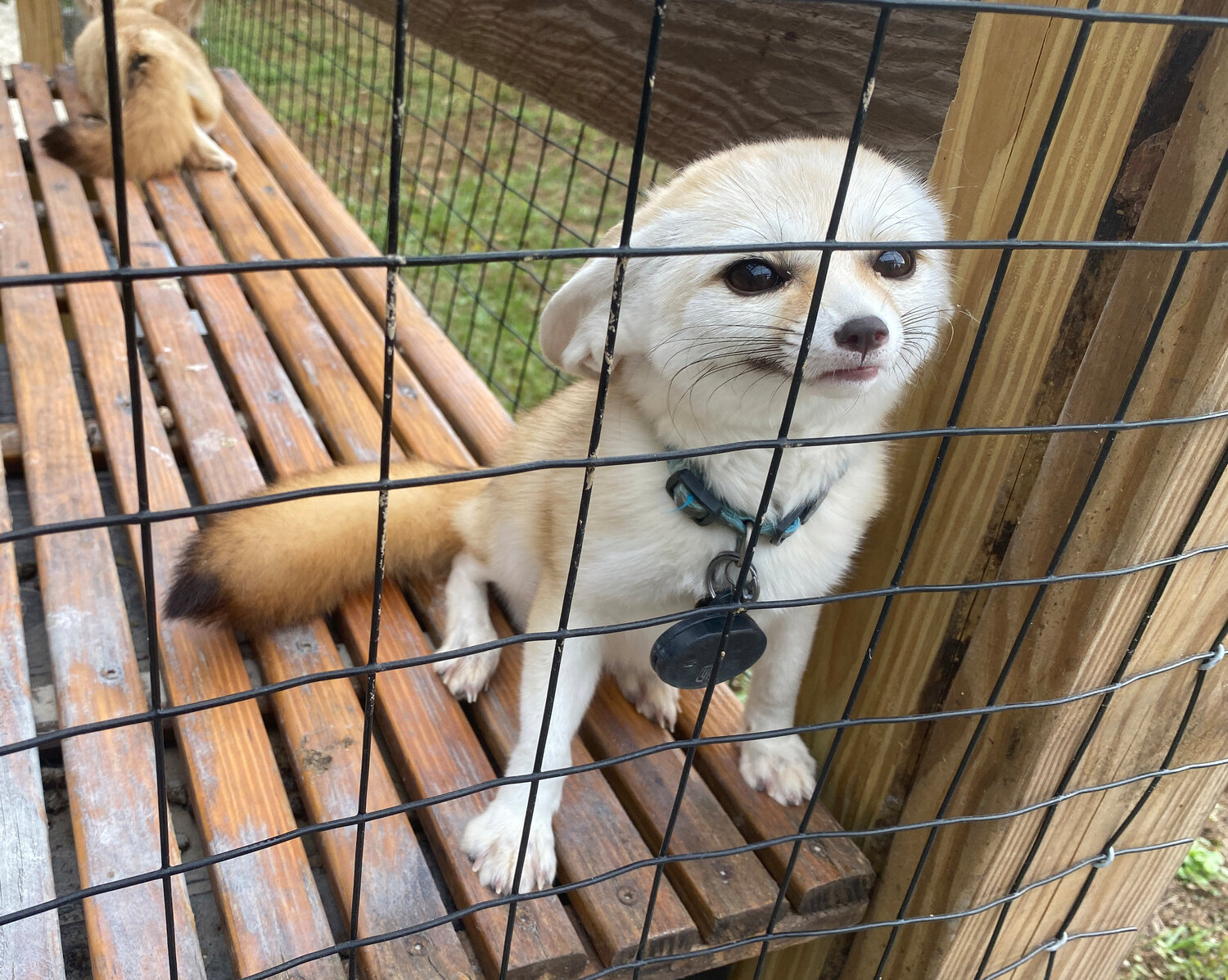 Pat’s Wildways: Foxes - Fernandina Observer