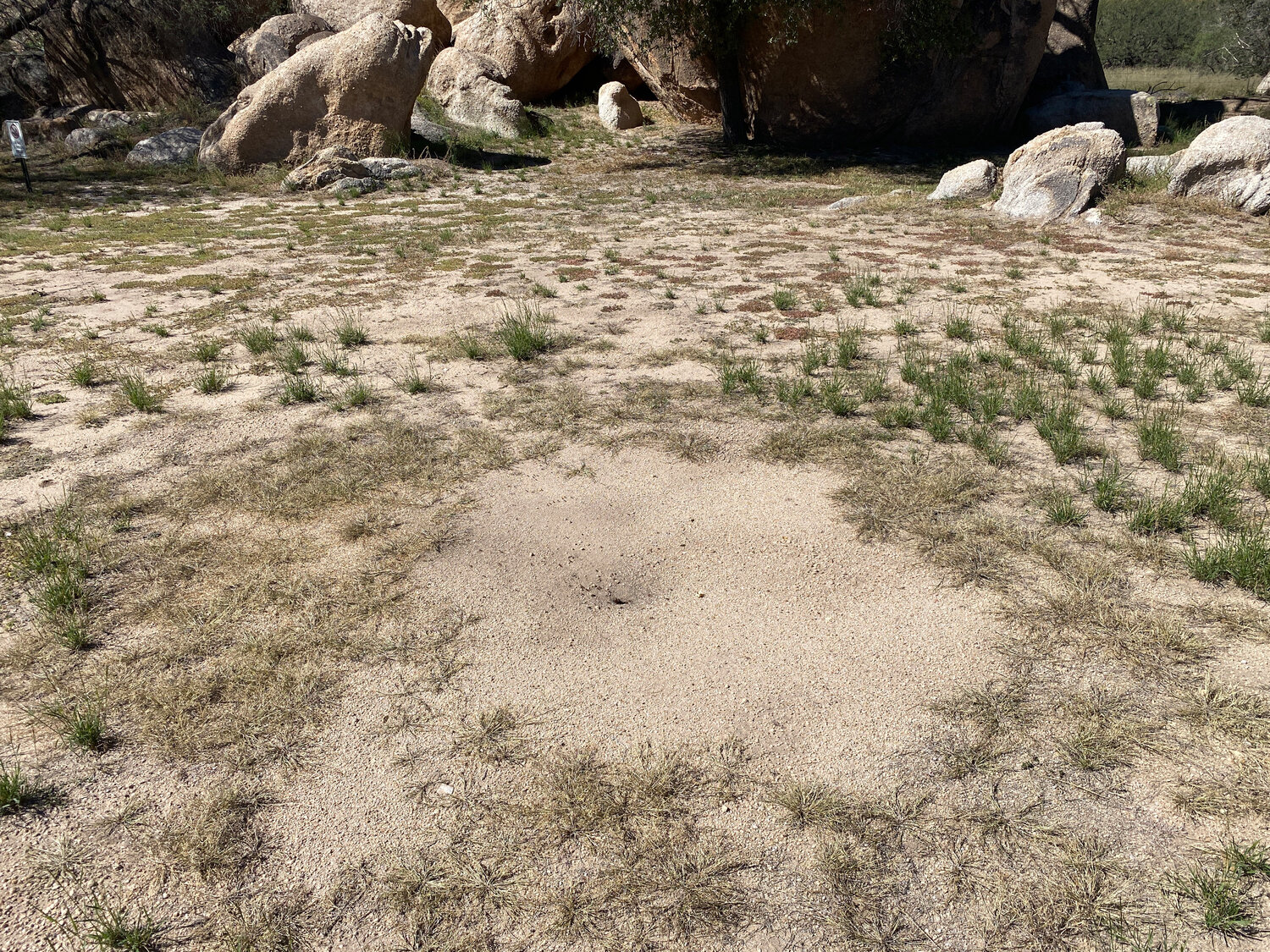 Pat’s Wildways: Ants and Naked Mole Rats - Fernandina Observer