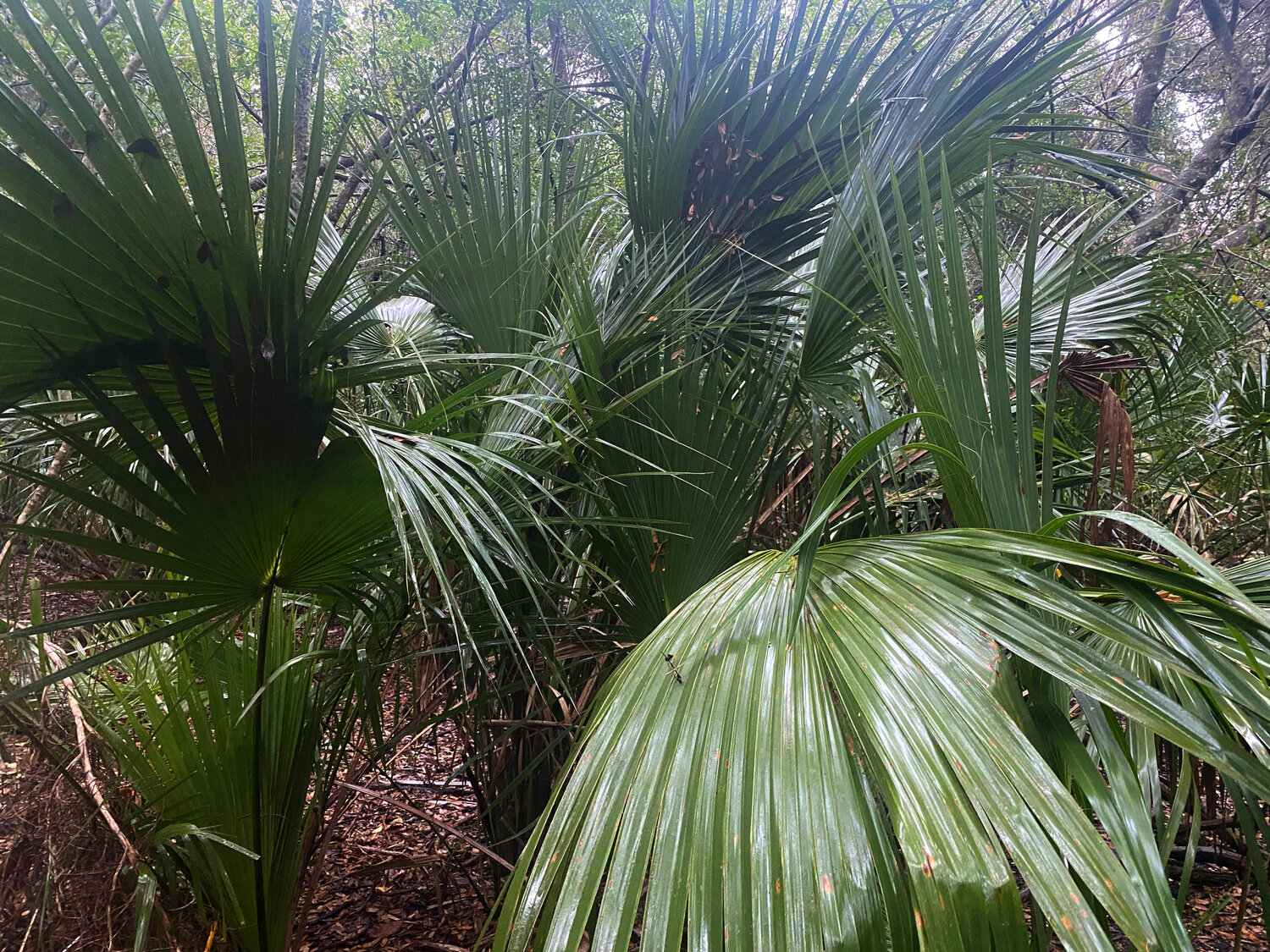 Pat’s Wildways: Maritime forest walk - Fernandina Observer