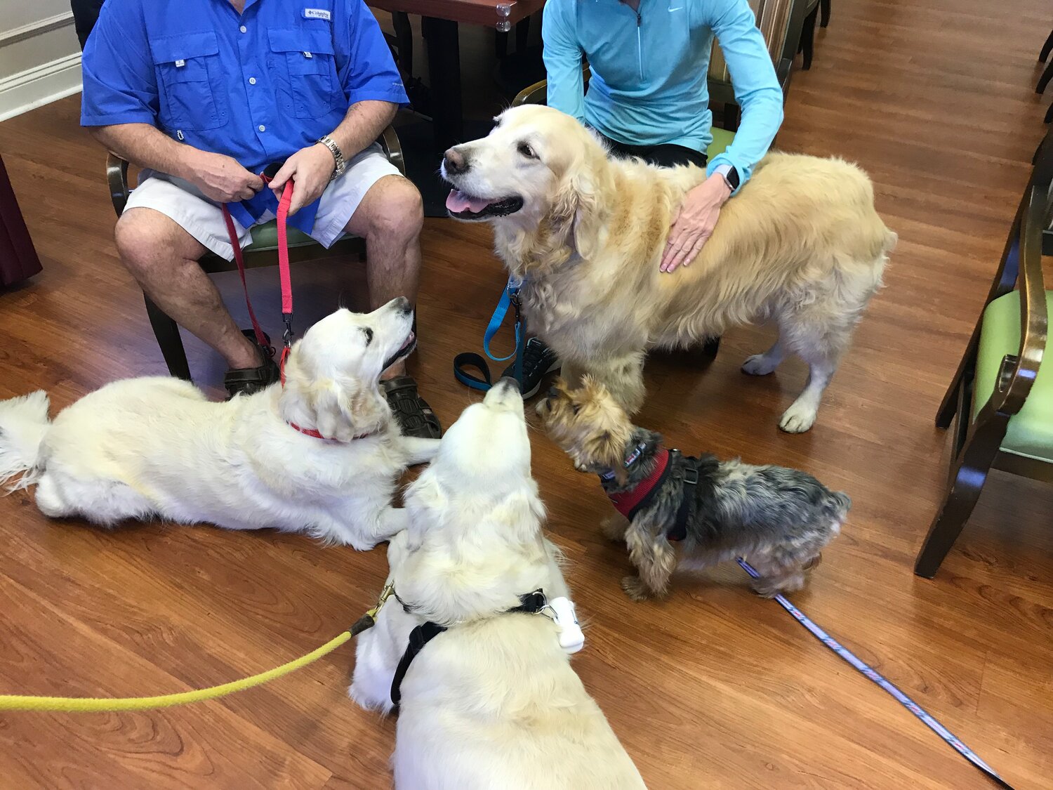 Soft Touch – animals bring comfort - Fernandina Observer