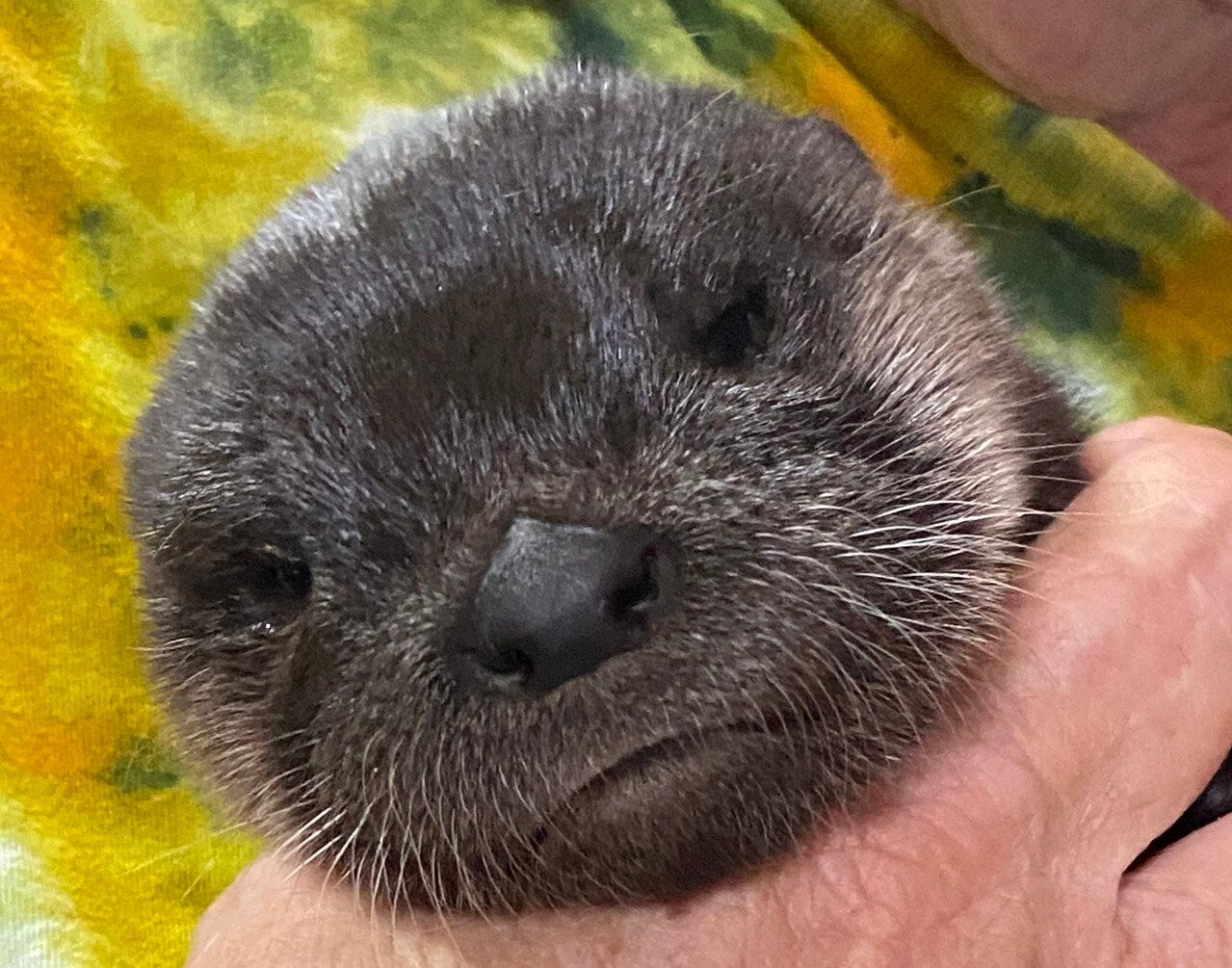 Pat’s Wildways: Otter Space residents - Fernandina Observer