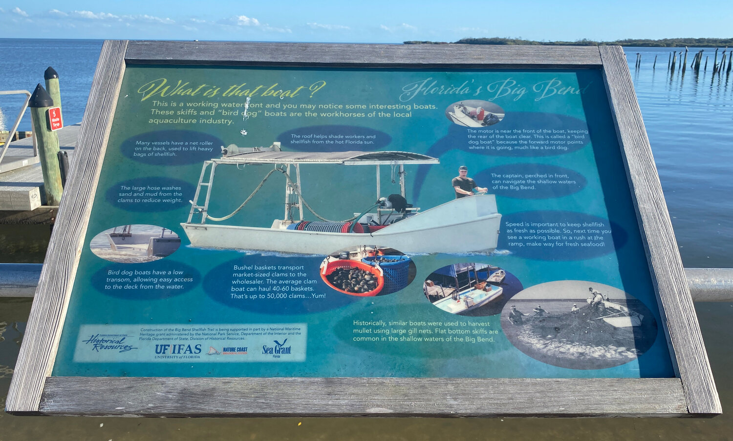 Pat’s Wildways: Raising clams in Cedar Key - Fernandina Observer