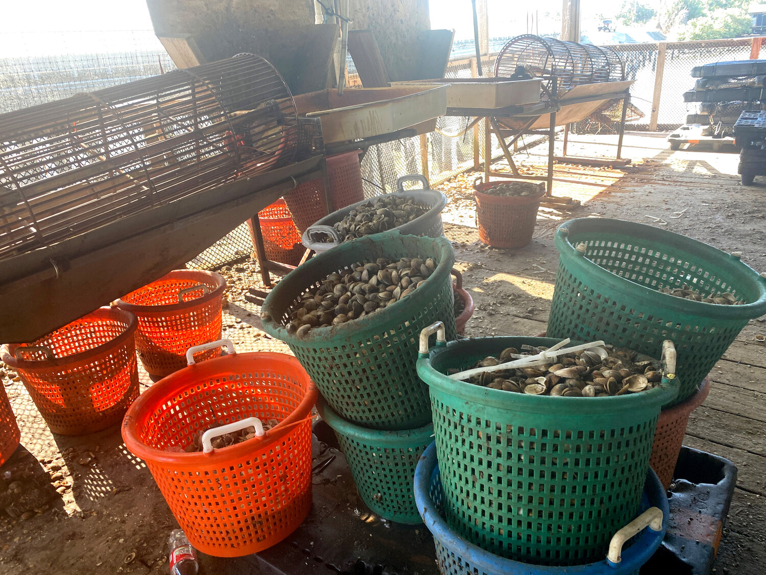 Pat’s Wildways: Raising clams in Cedar Key - Fernandina Observer