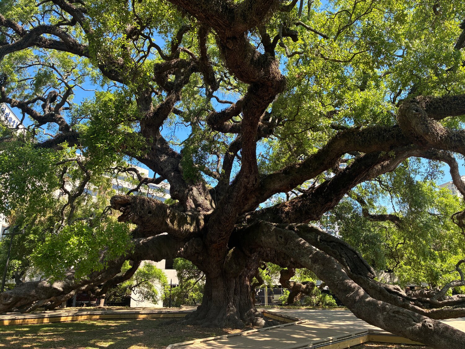 Home - Fernandina Observer