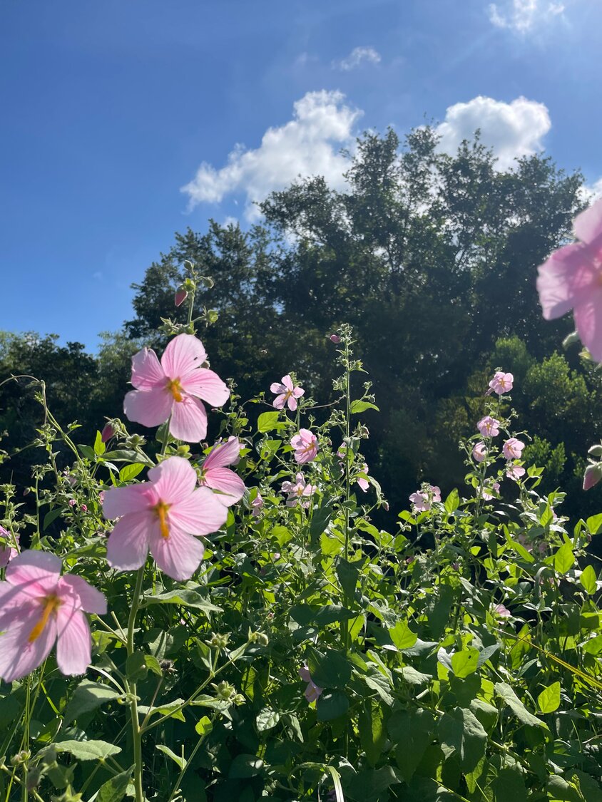 Marshmallow — not just a treat, but an ancient medicine - Fernandina ...