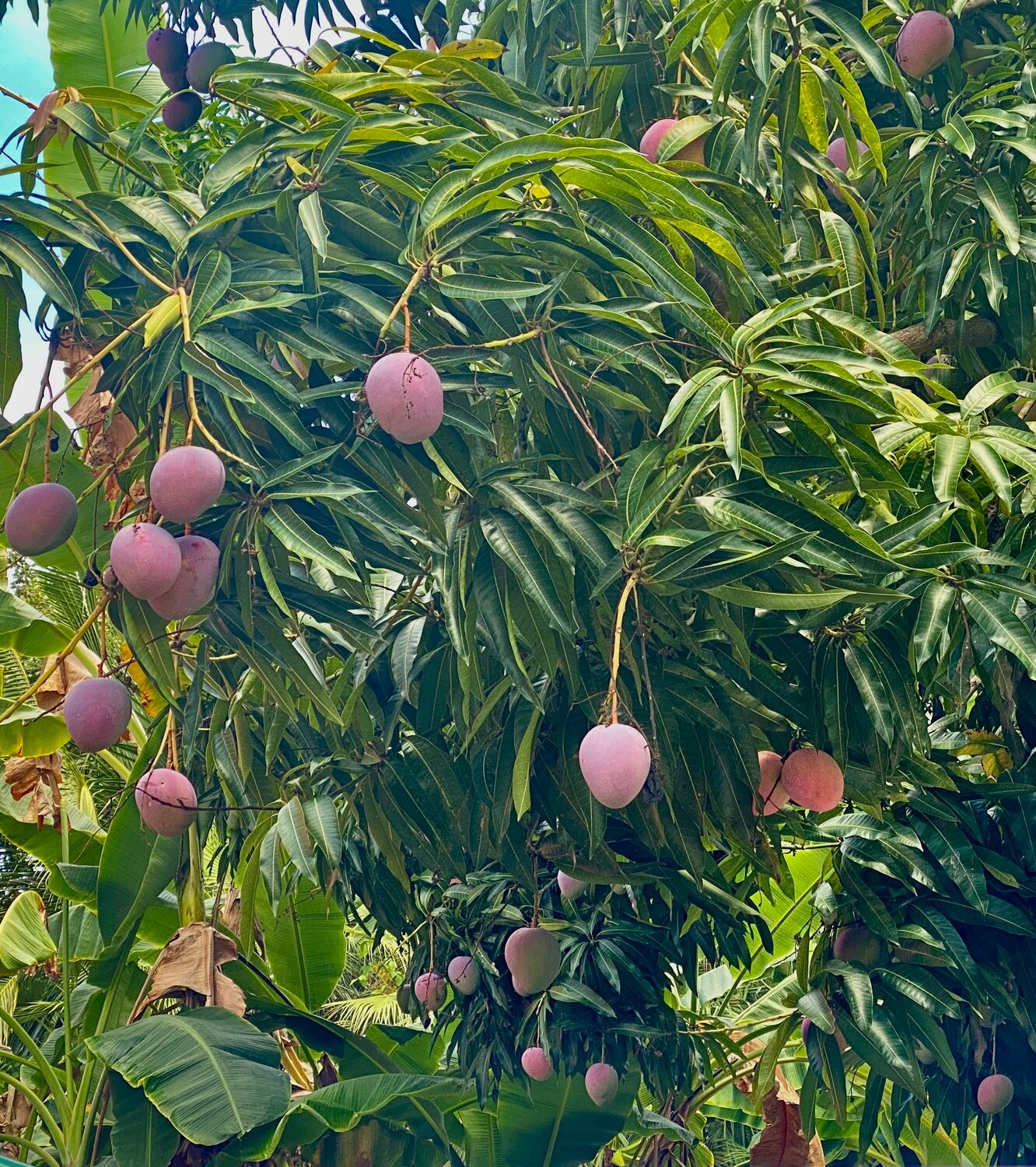 Pat's Wildways: Mango Time! - Fernandina Observer