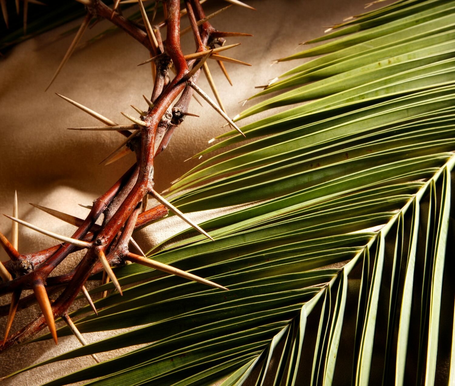 The Dualism of Palm Sunday | Rhode Island Catholic